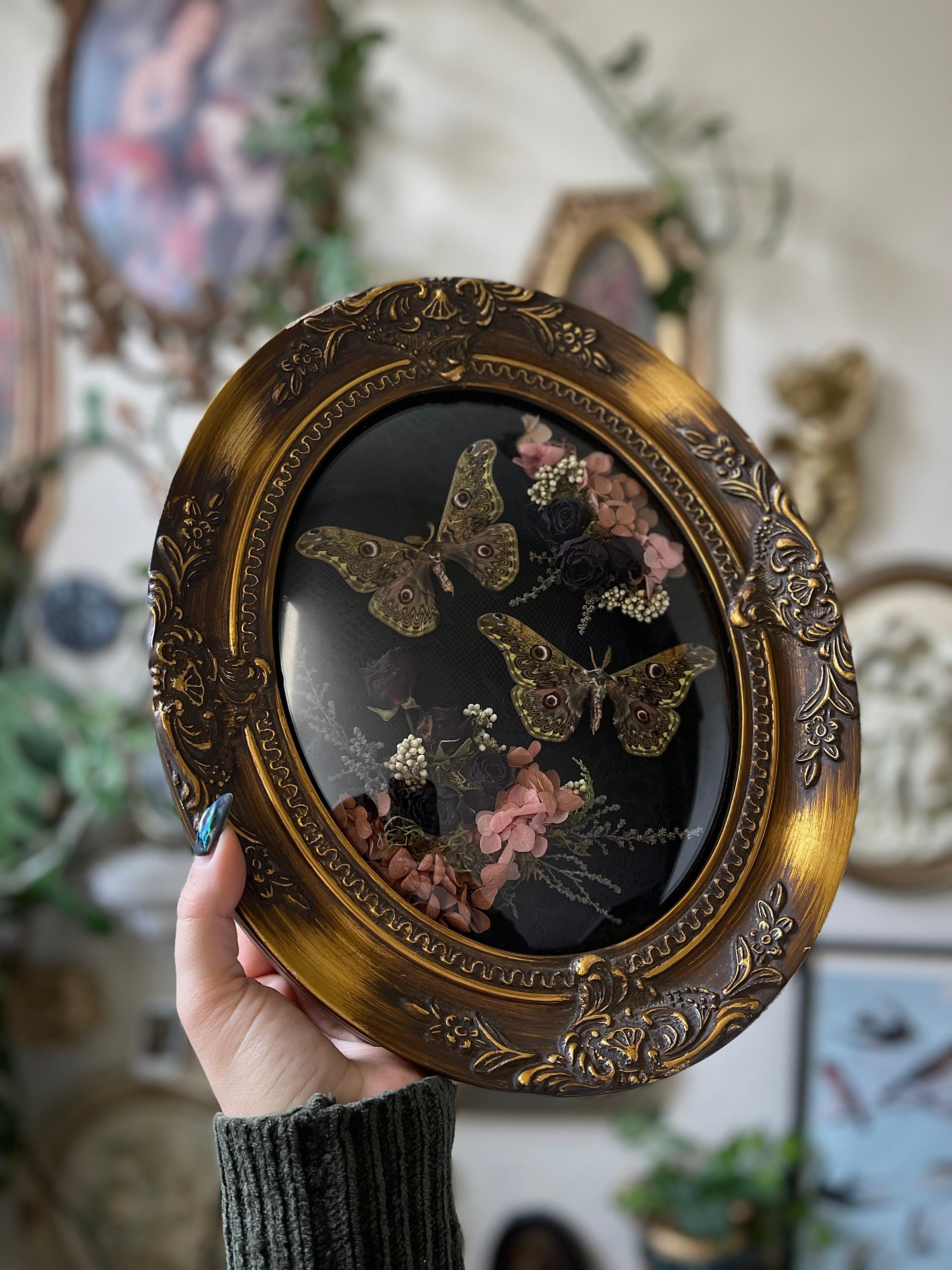 Insect Specimen & Natural History Art – Insect Mother