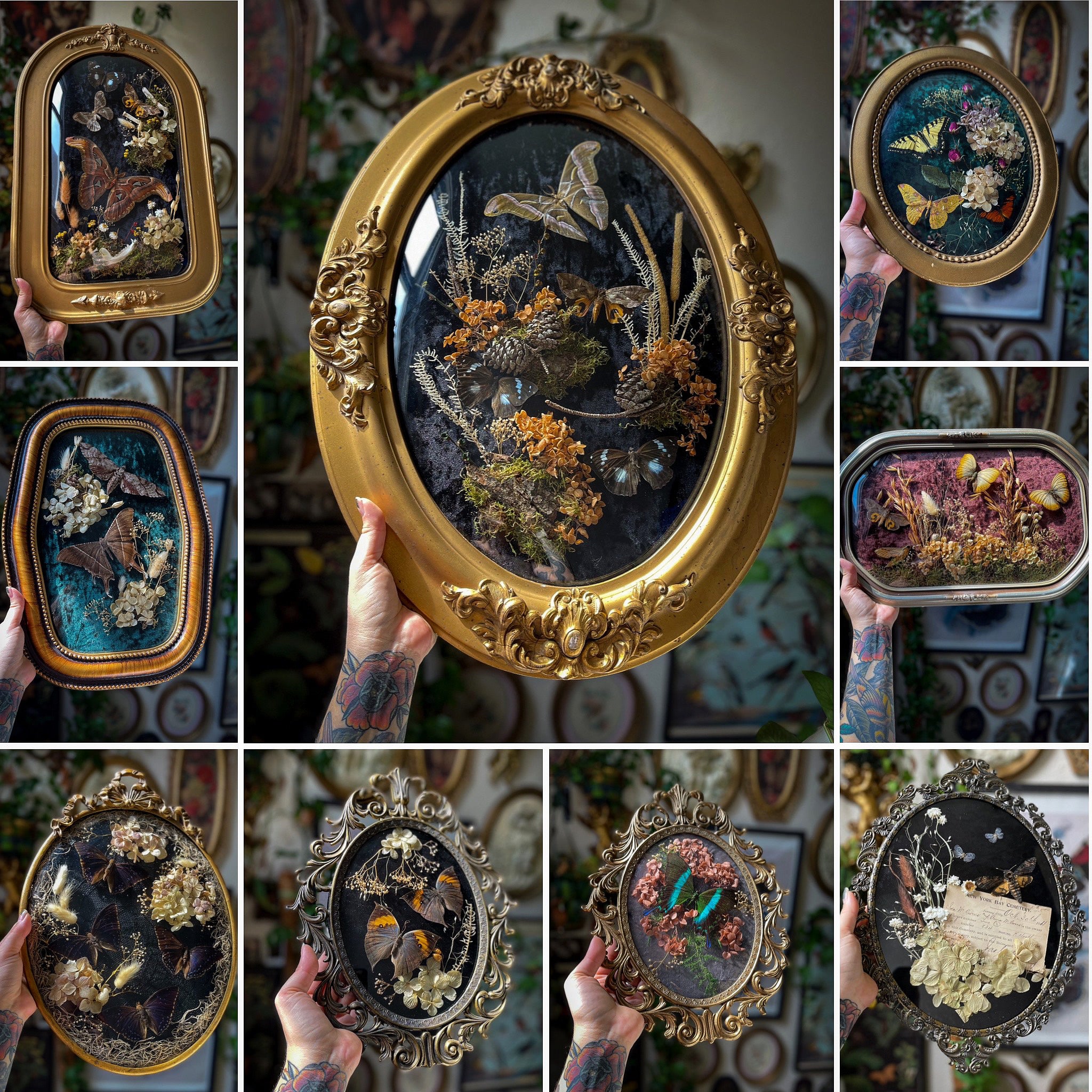 NEW ARRIVALS – Insect Mother